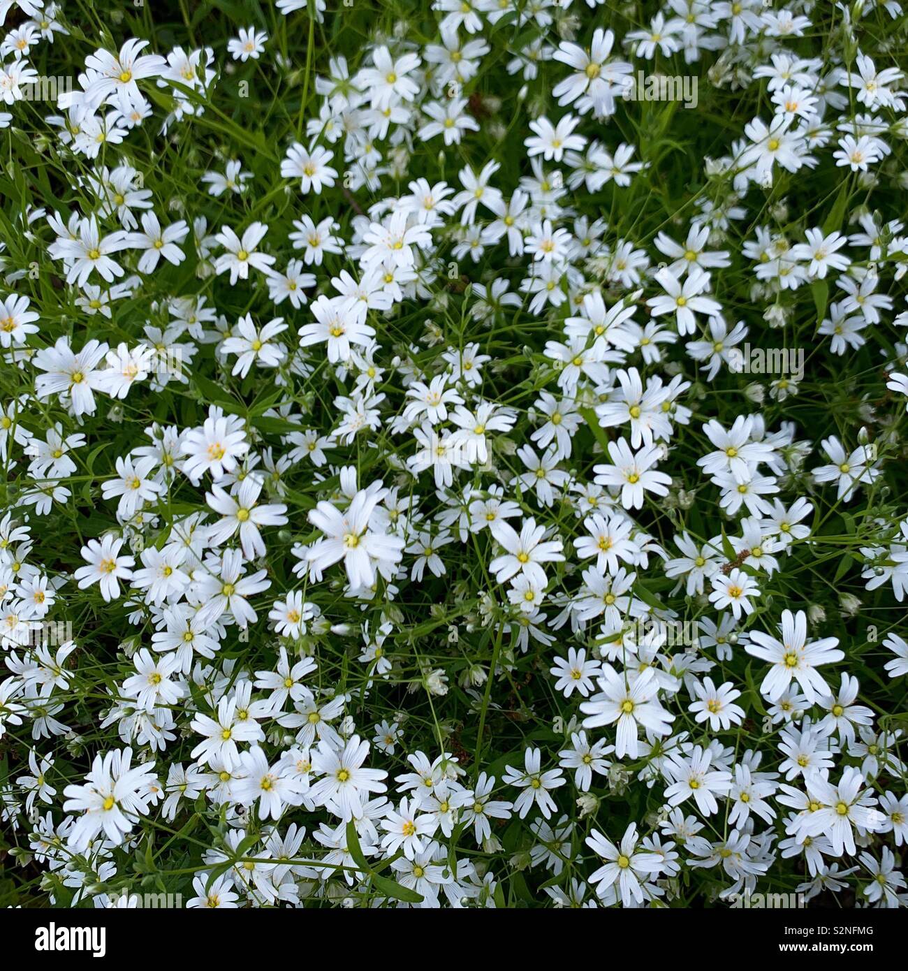 Pretty little things hi-res stock photography and images - Alamy