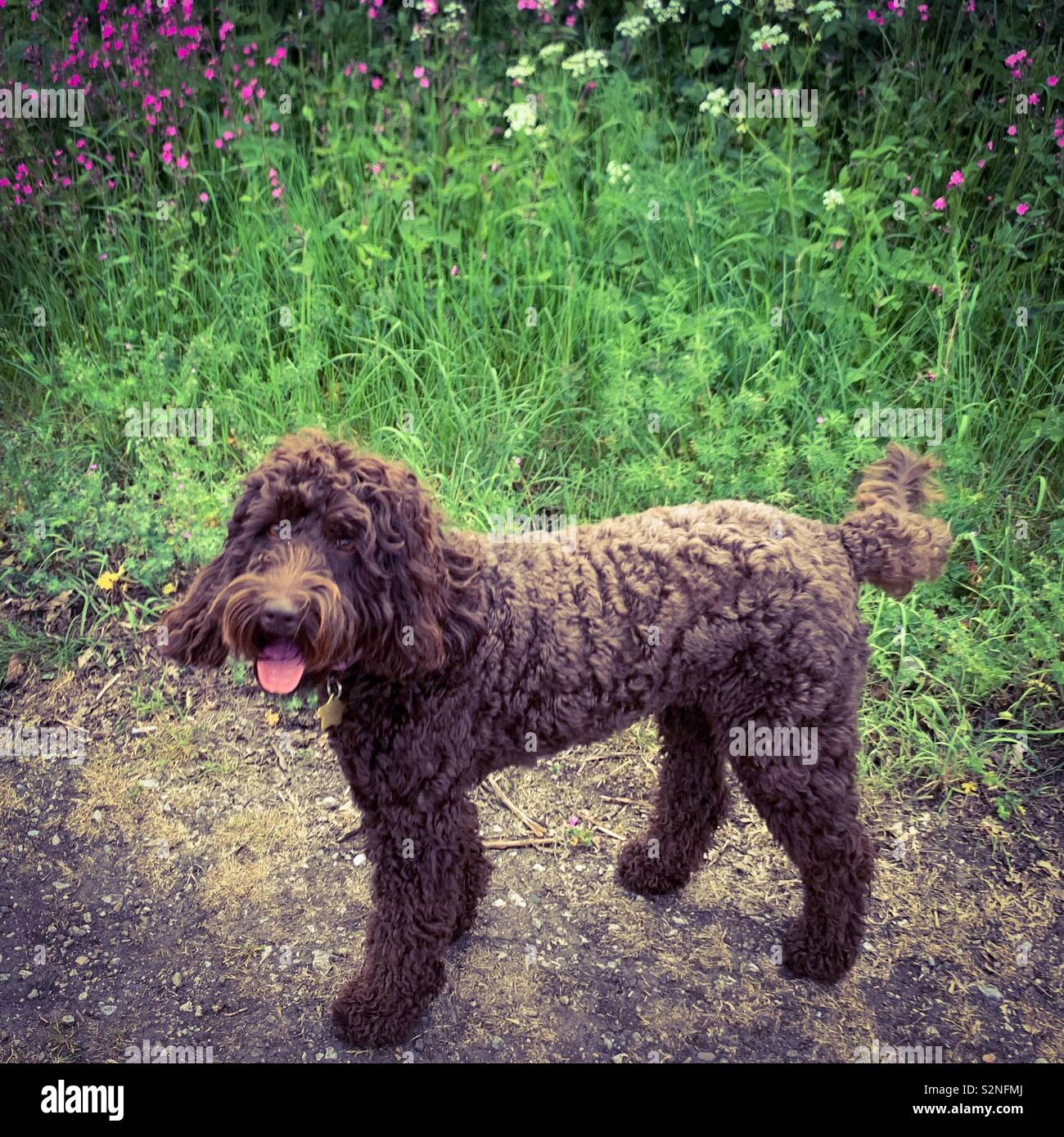 Labradoodle tongue hi-res stock photography and images - Alamy