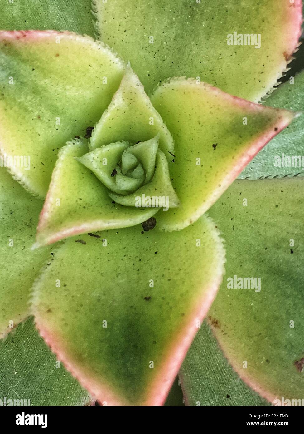 Full frame top view of a common green succulent houseplant with pointy ...
