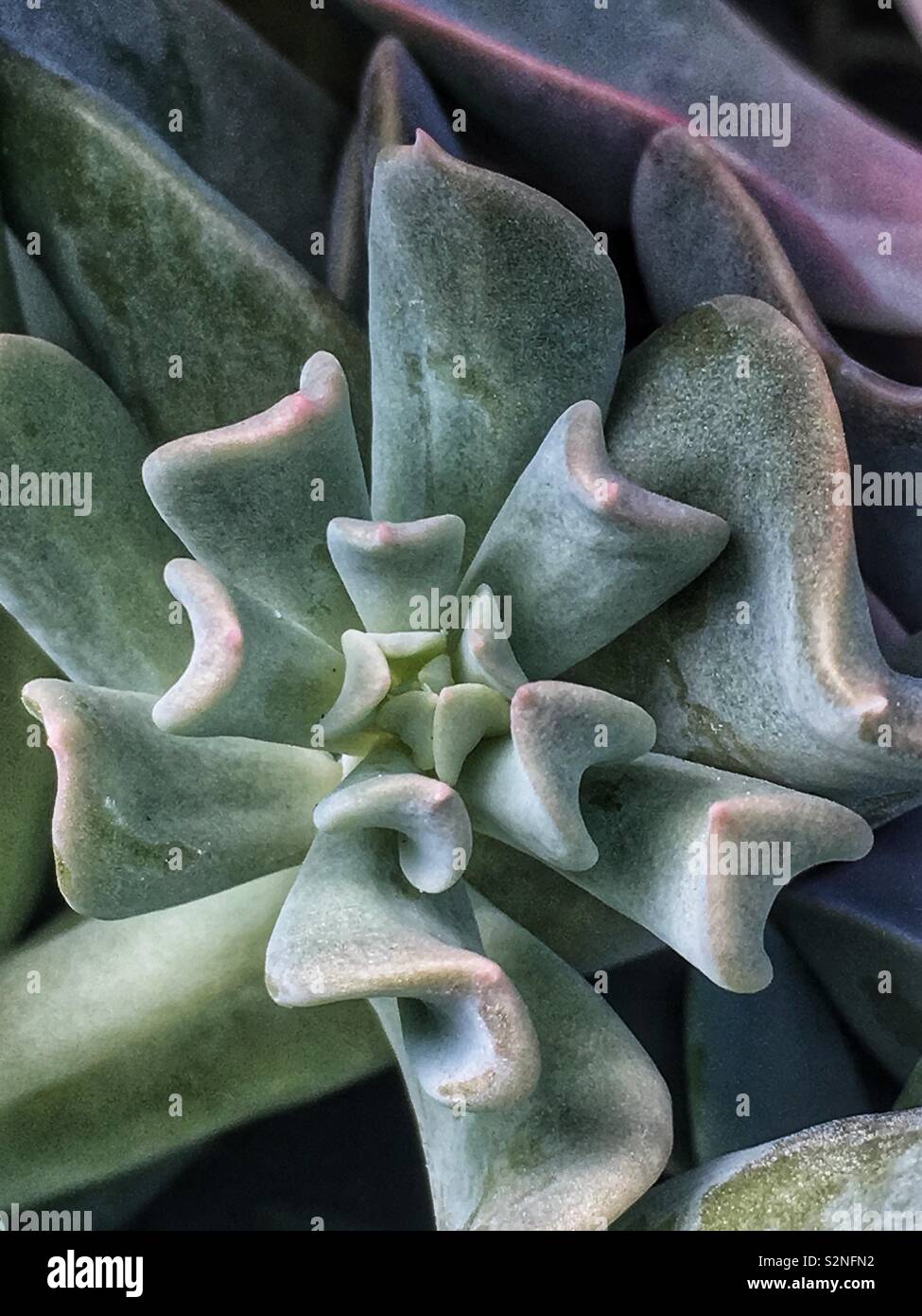 Full frame top view of a common green succulent houseplant Stock Photo ...
