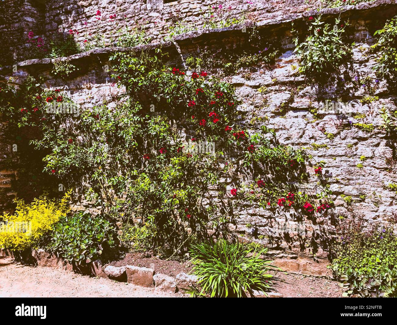 Rose garden stone wall hi-res stock photography and images - Alamy