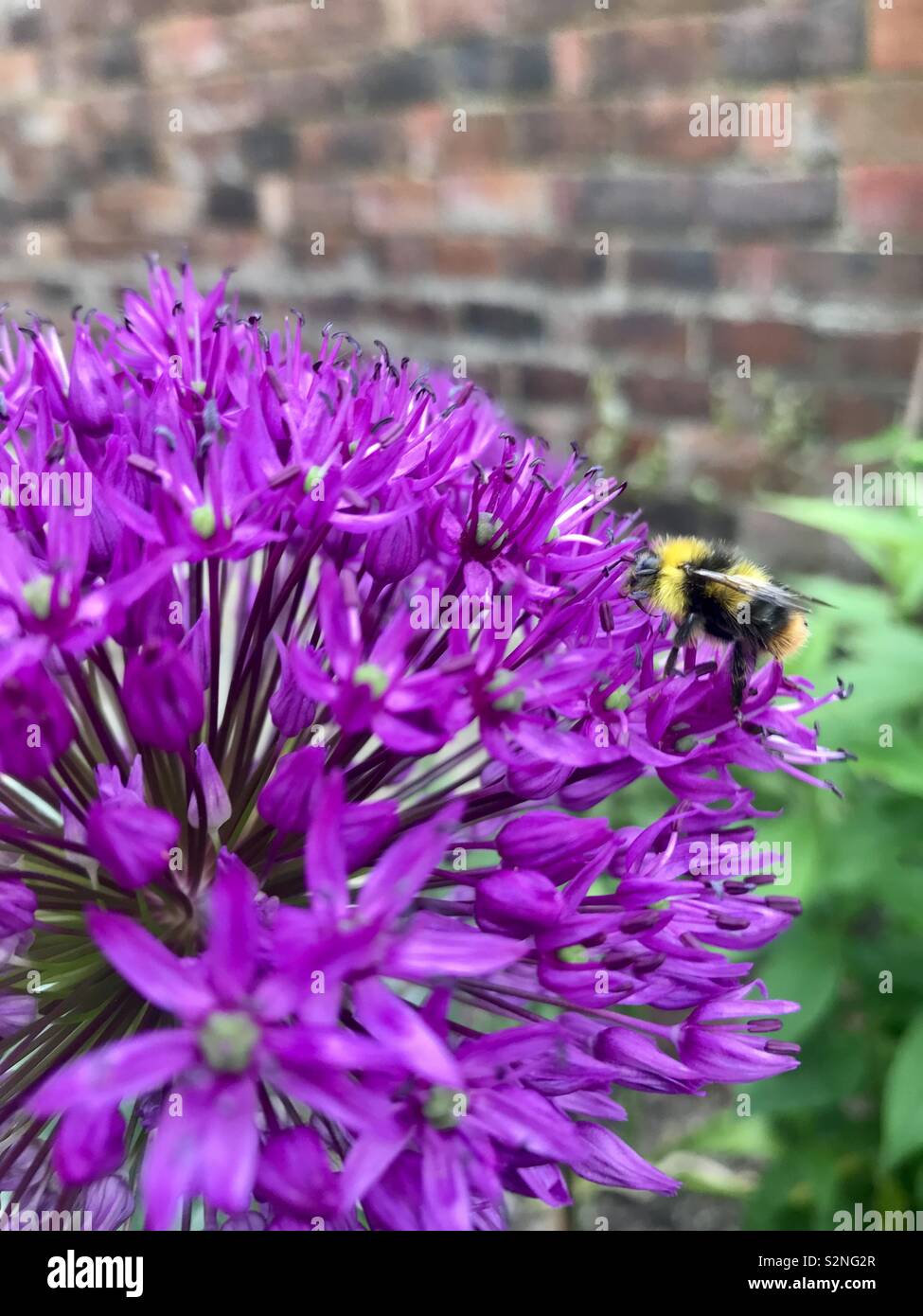 Bumble bee on allium flower Stock Photo - Alamy