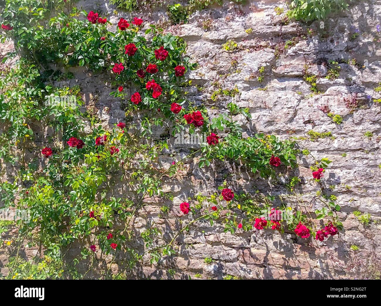 Rambling red rose hi-res stock photography and images - Alamy