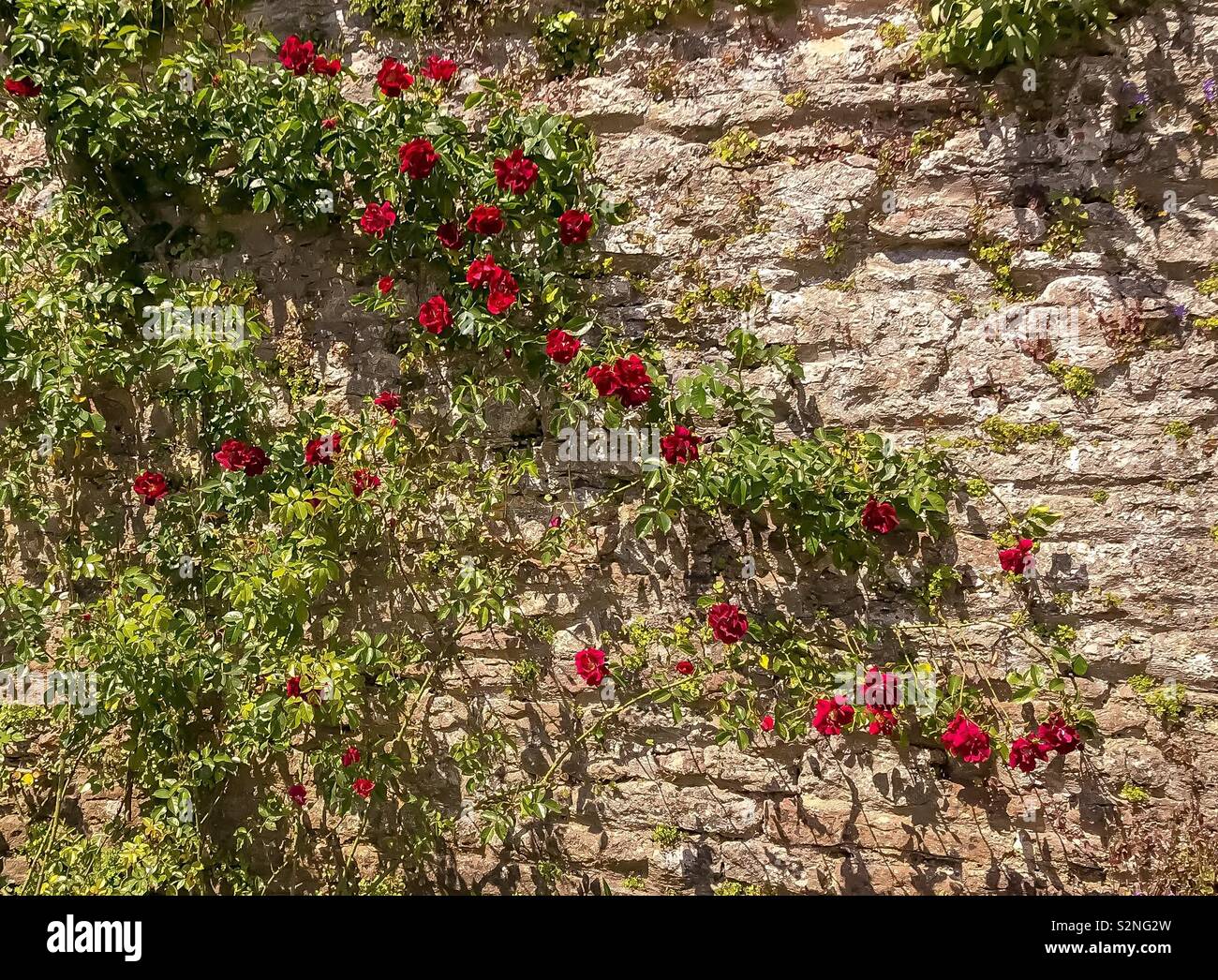 Climbing Red Roses Stock Photo - Alamy