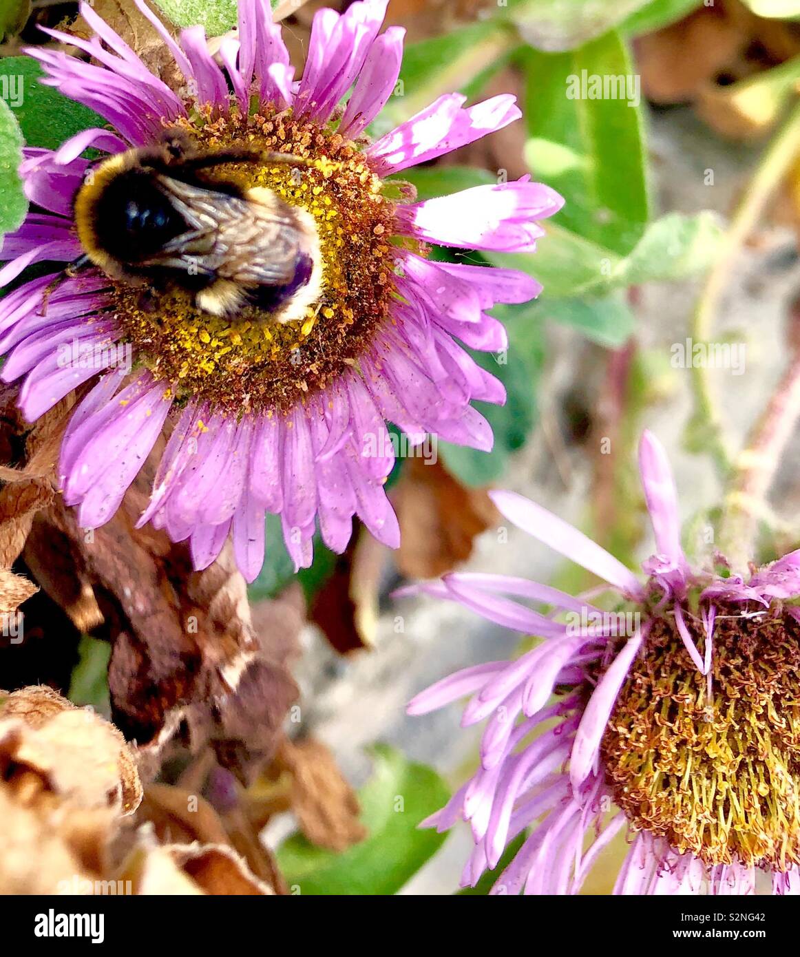 Bumblebee on flowers hi-res stock photography and images - Alamy