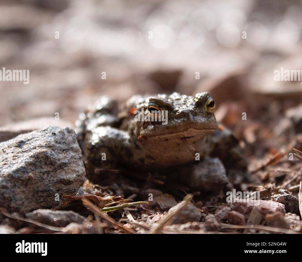 Frog close up Stock Photo - Alamy