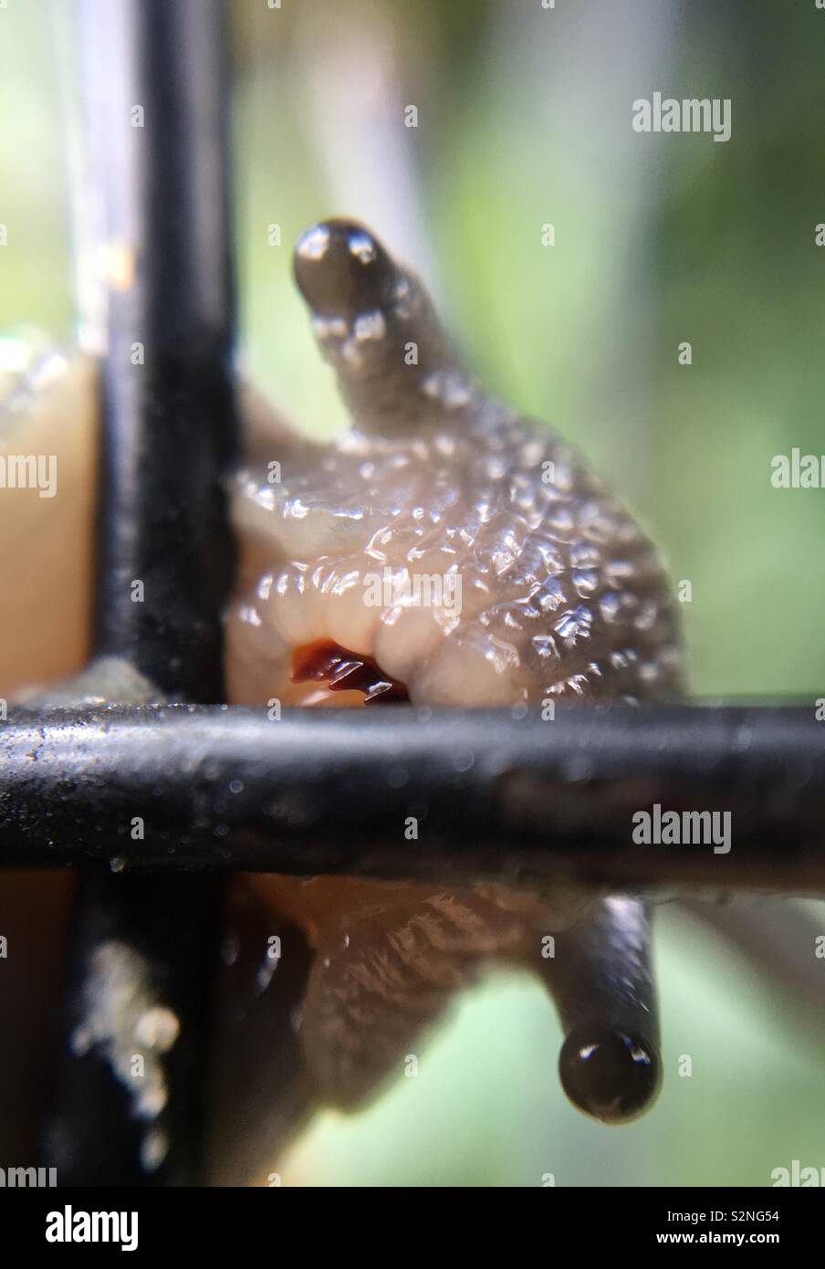 Snail Teeth High Resolution Stock Photography and Images - Alamy