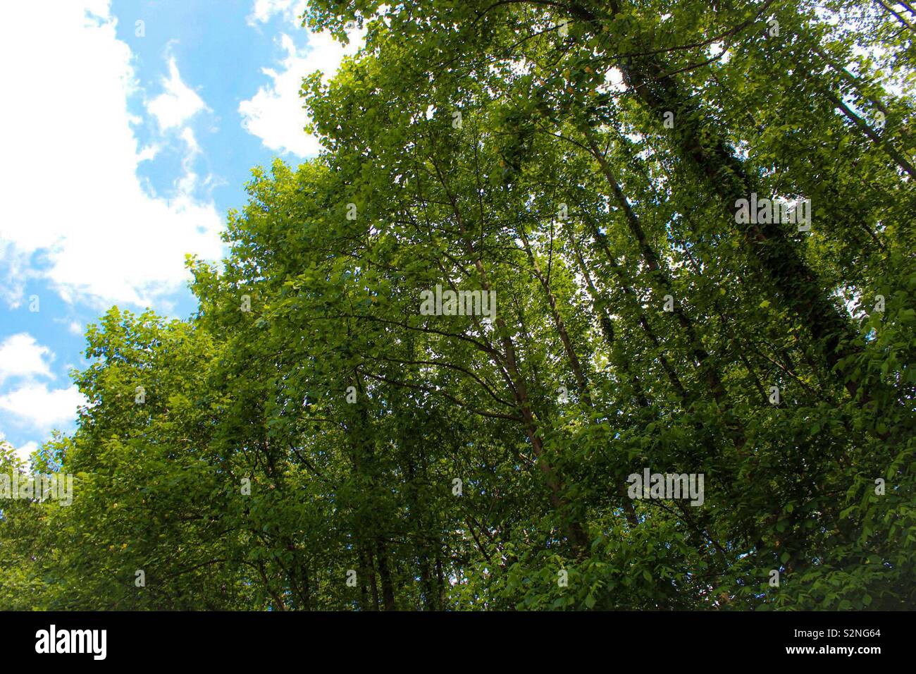 Wall of Trees Stock Photo - Alamy