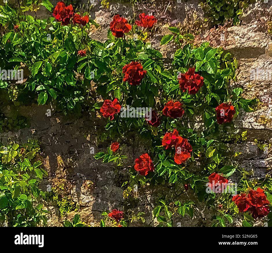 Climbing red rose hi-res stock photography and images - Alamy