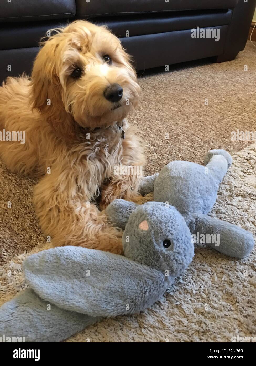 Best buddies hi-res stock photography and images - Alamy