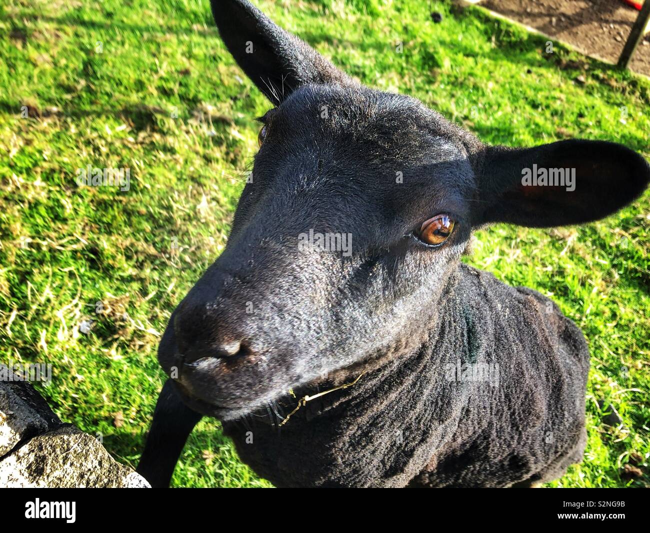 Sheep was shorn hi-res stock photography and images - Alamy