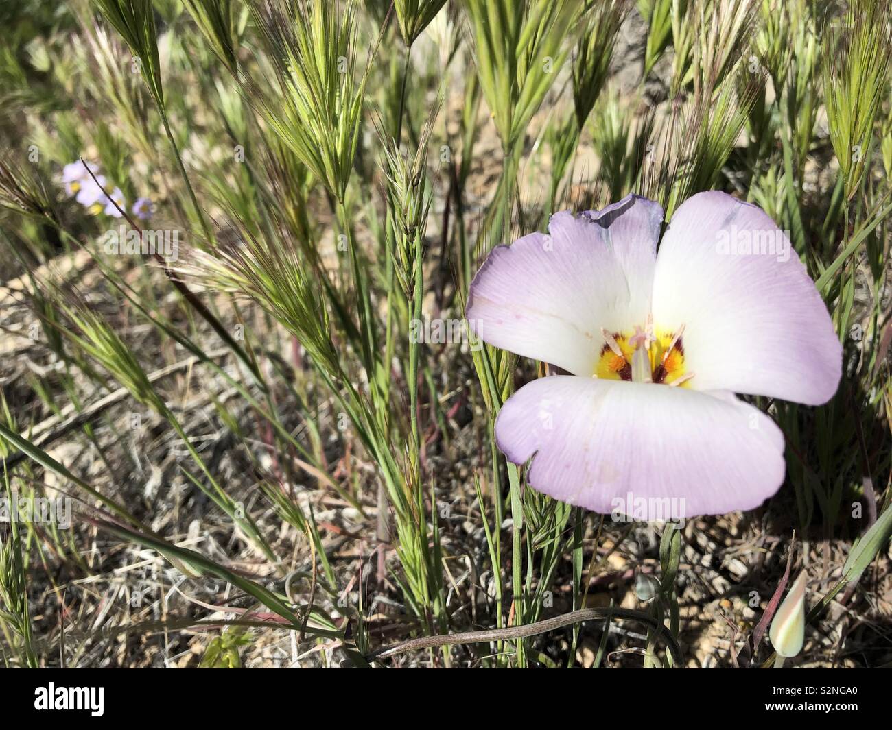 Spring time desert flower (straggling mariposa) in Nevada Stock Photo ...