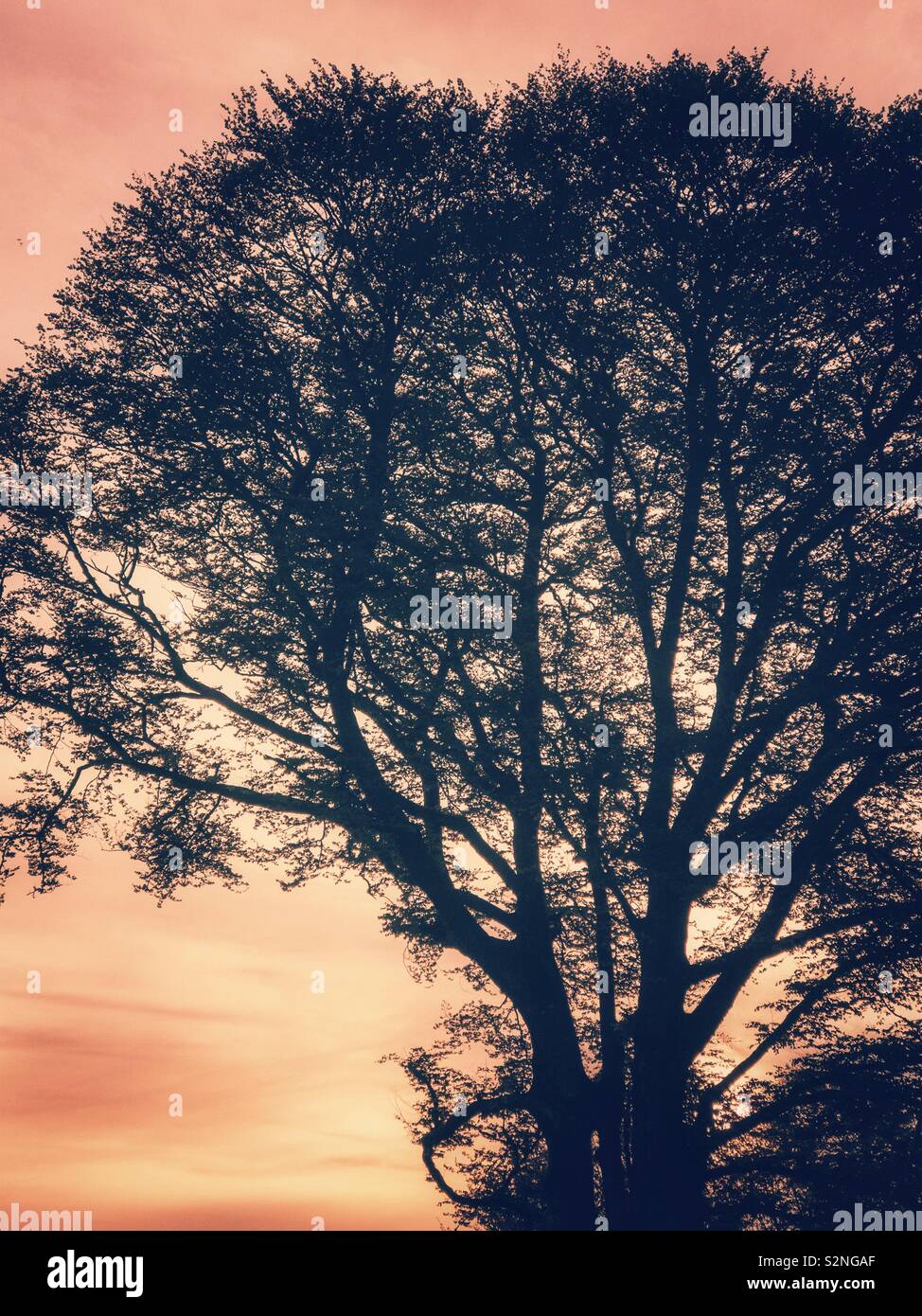 Sky outline hi-res stock photography and images - Alamy