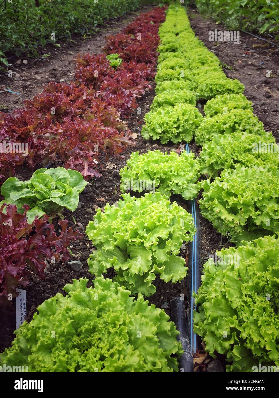Lettuce row garden hi-res stock photography and images - Alamy