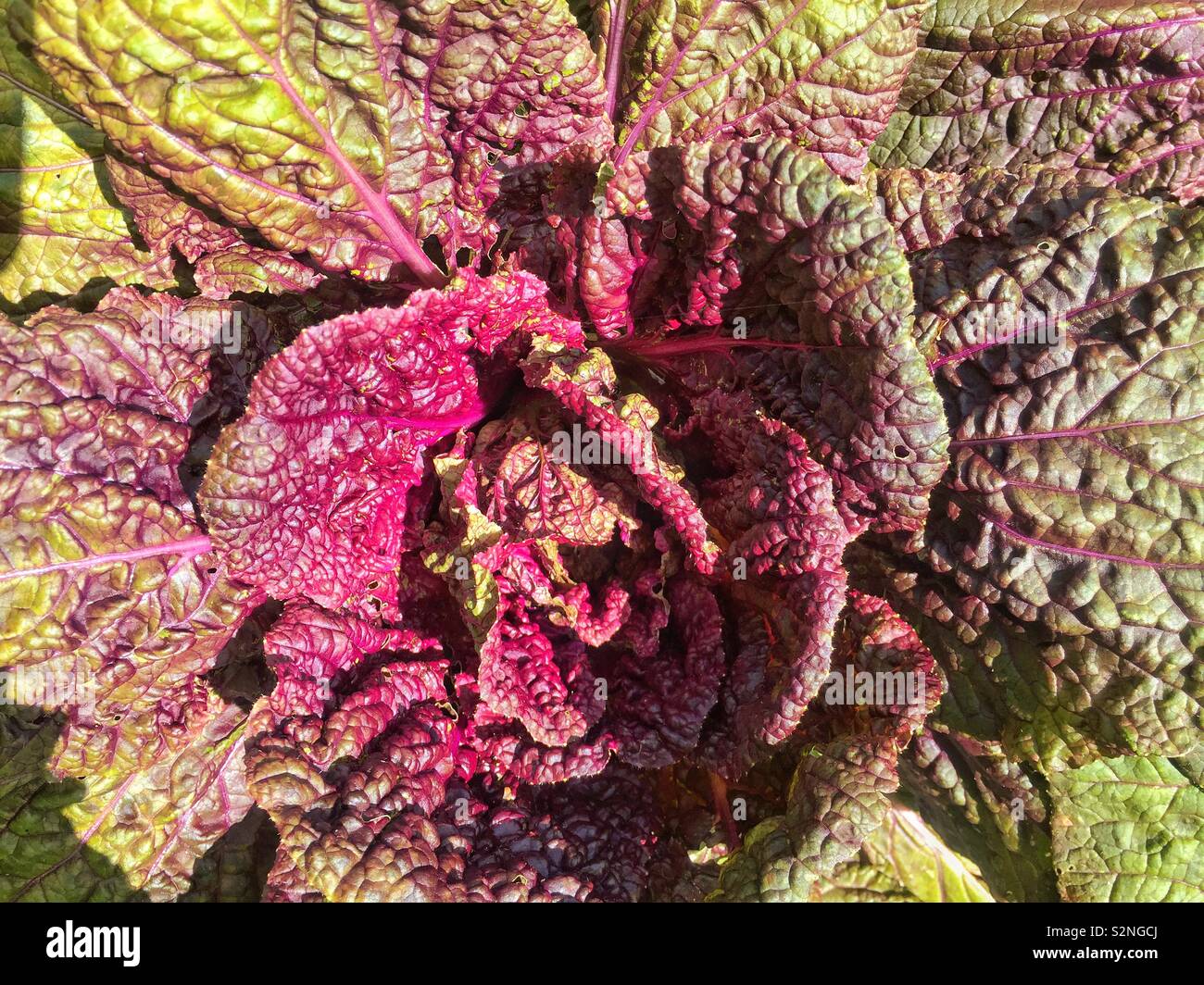 Chinese celery cabbage hi-res stock photography and images - Alamy