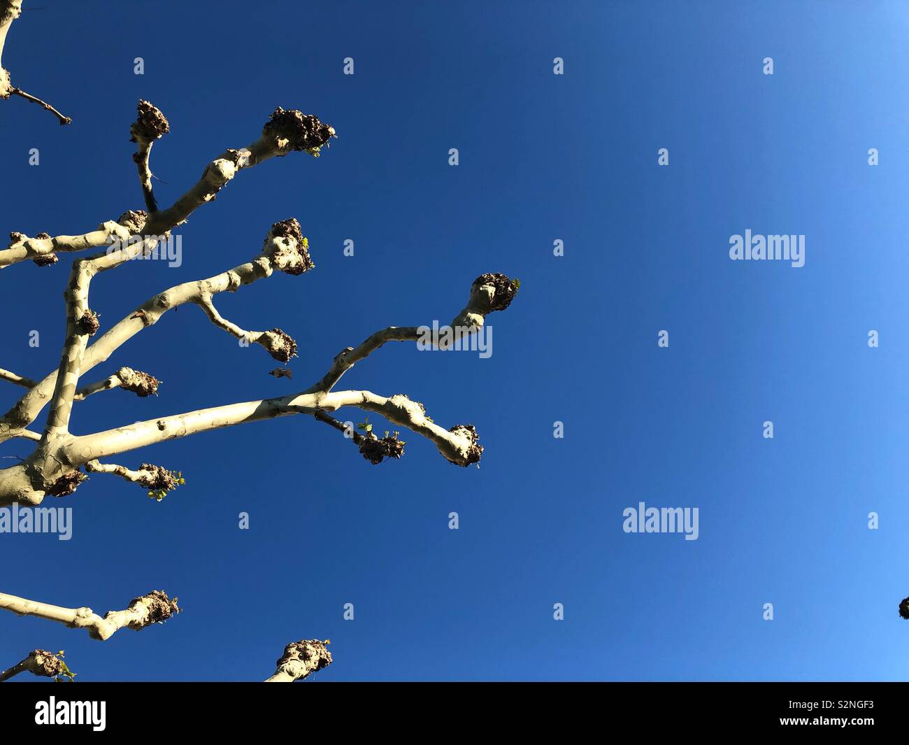 Tree branch abstract detail Stock Photo - Alamy