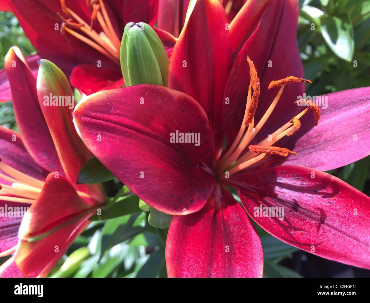 Asiatic lily flowers in hi-res stock photography and images - Alamy