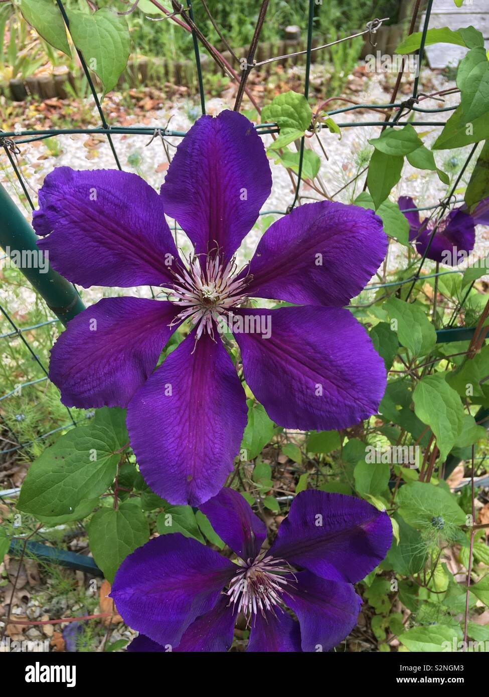 Six petals hi-res stock photography and images - Alamy