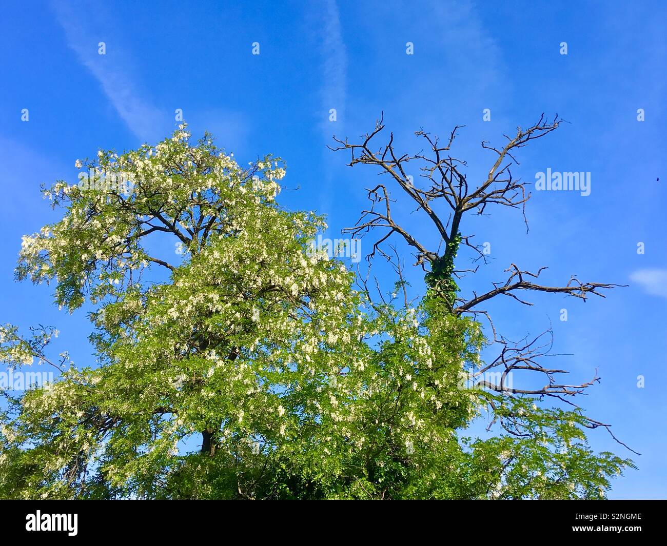 Robinia tree with blooming and dry withered branches against blue sky ...