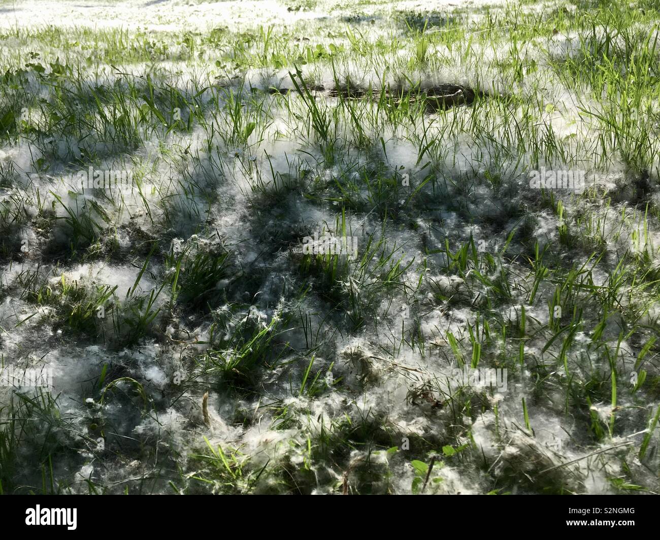 Poplar tree seeds on grassy ground Stock Photo - Alamy