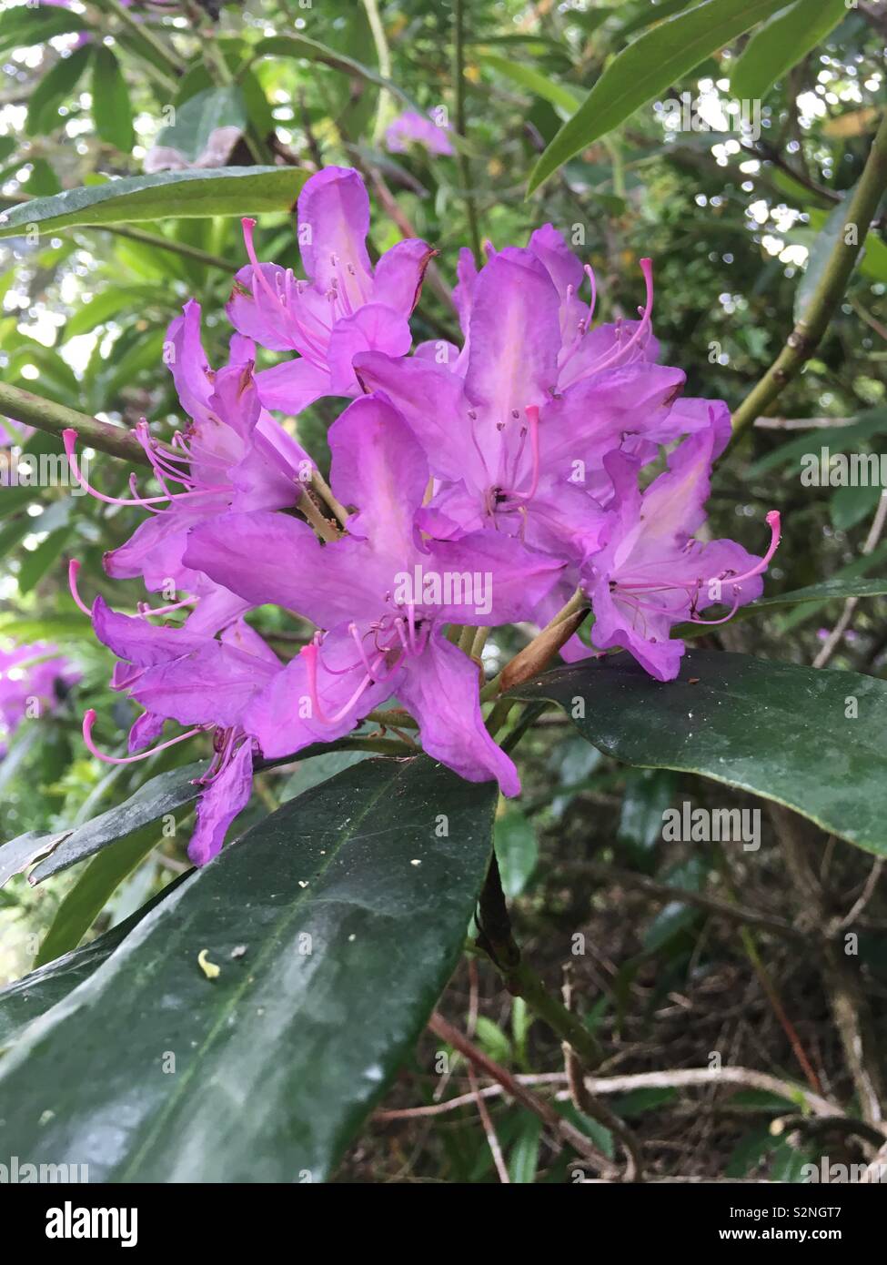 Guernsey candie gardens hi-res stock photography and images - Alamy