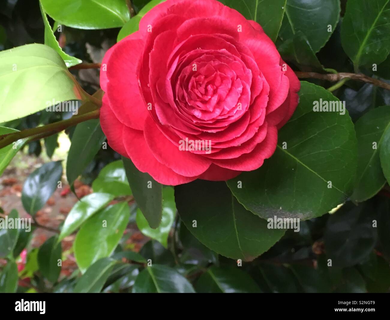 Guernsey flower hi-res stock photography and images - Alamy