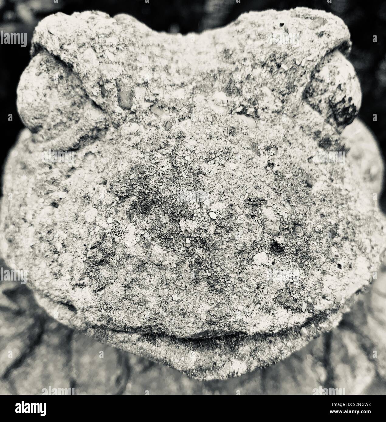 Scary hypnotic stone toad Stock Photo - Alamy