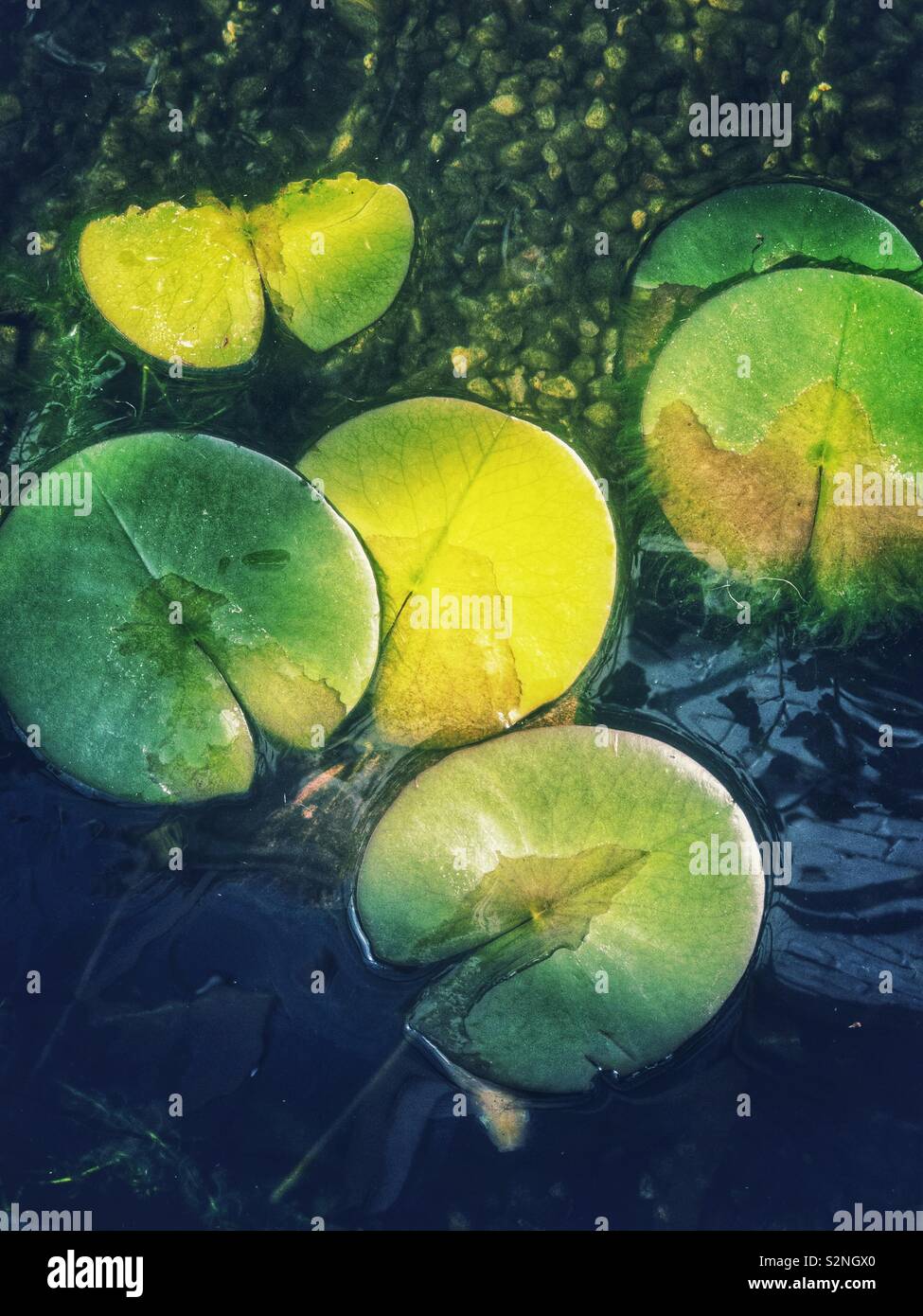 Death lily hi-res stock photography and images - Alamy