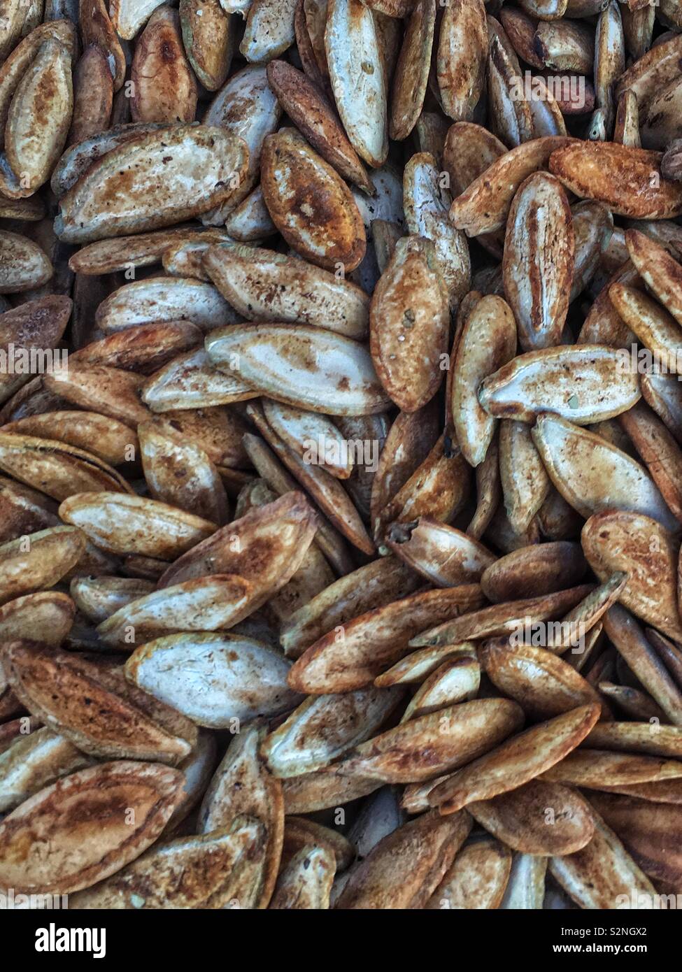 Full frame of fresh roasted squash seeds eaten as a popular natural ...
