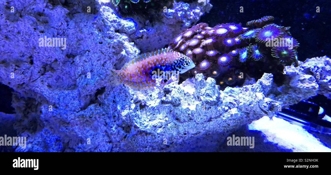 Peacock wrasse hi-res stock photography and images - Alamy