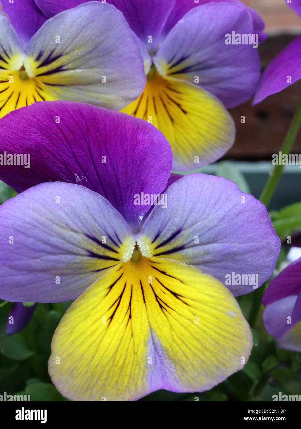 Purple and yellow viola hi-res stock photography and images - Alamy