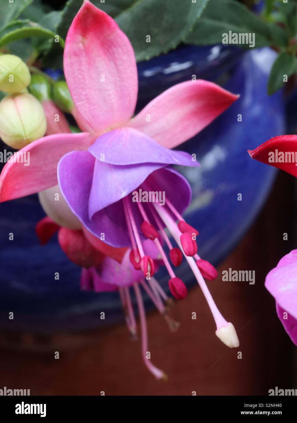 Fuchsia and pot hi-res stock photography and images - Alamy