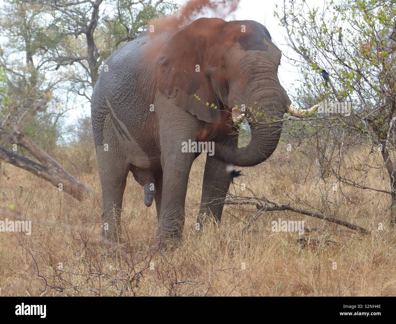 Bull dust hi-res stock photography and images - Alamy