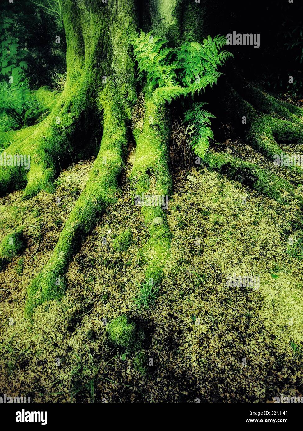 Mossy Roots Stock Photos & Mossy Roots Stock Images - Alamy
