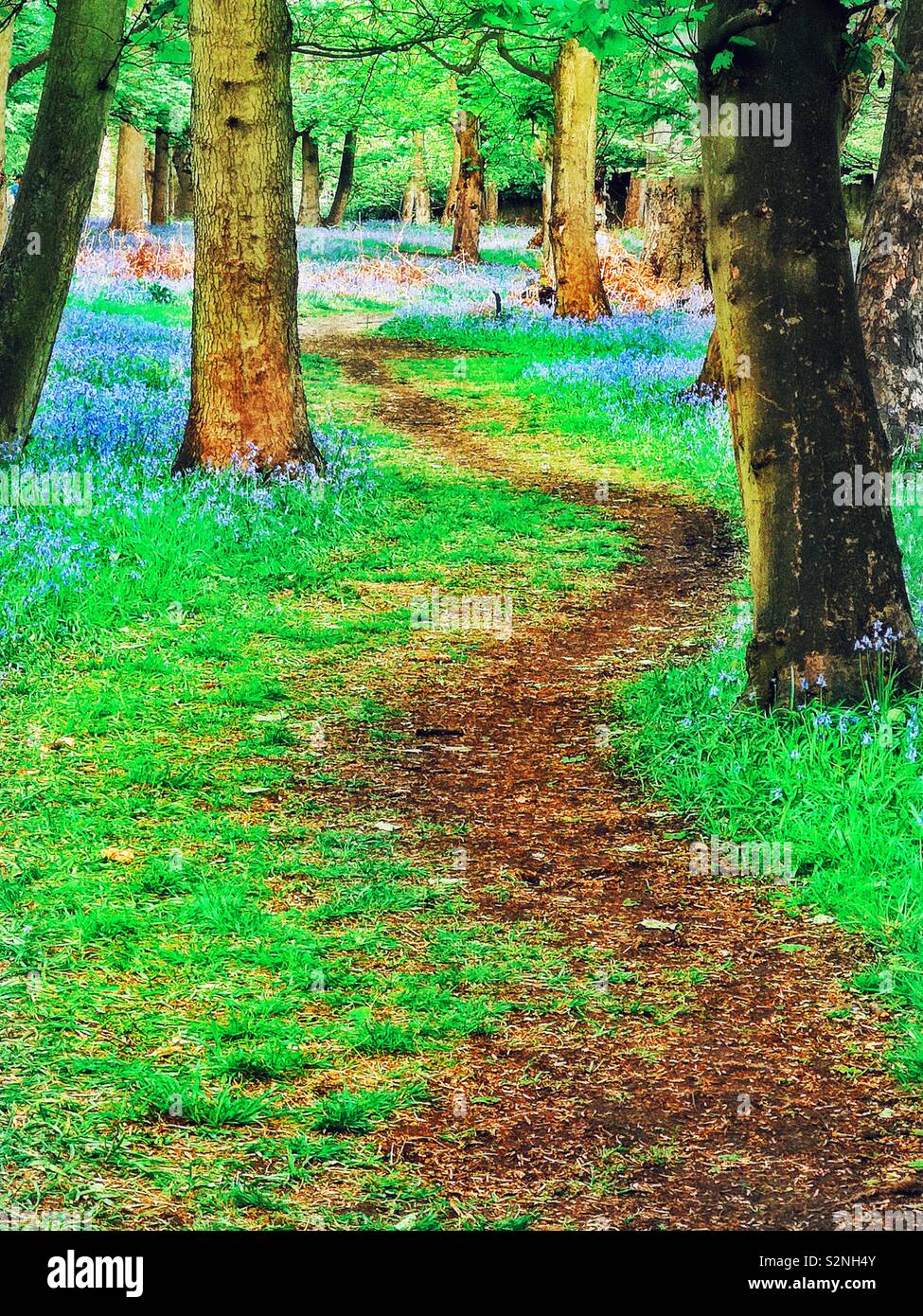 Pathway with bluebells in forest hi-res stock photography and images ...