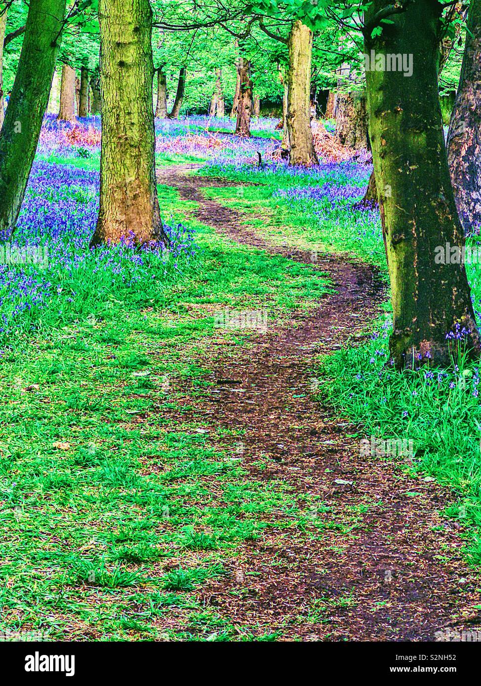 Path through bluebell woods Stock Photo - Alamy
