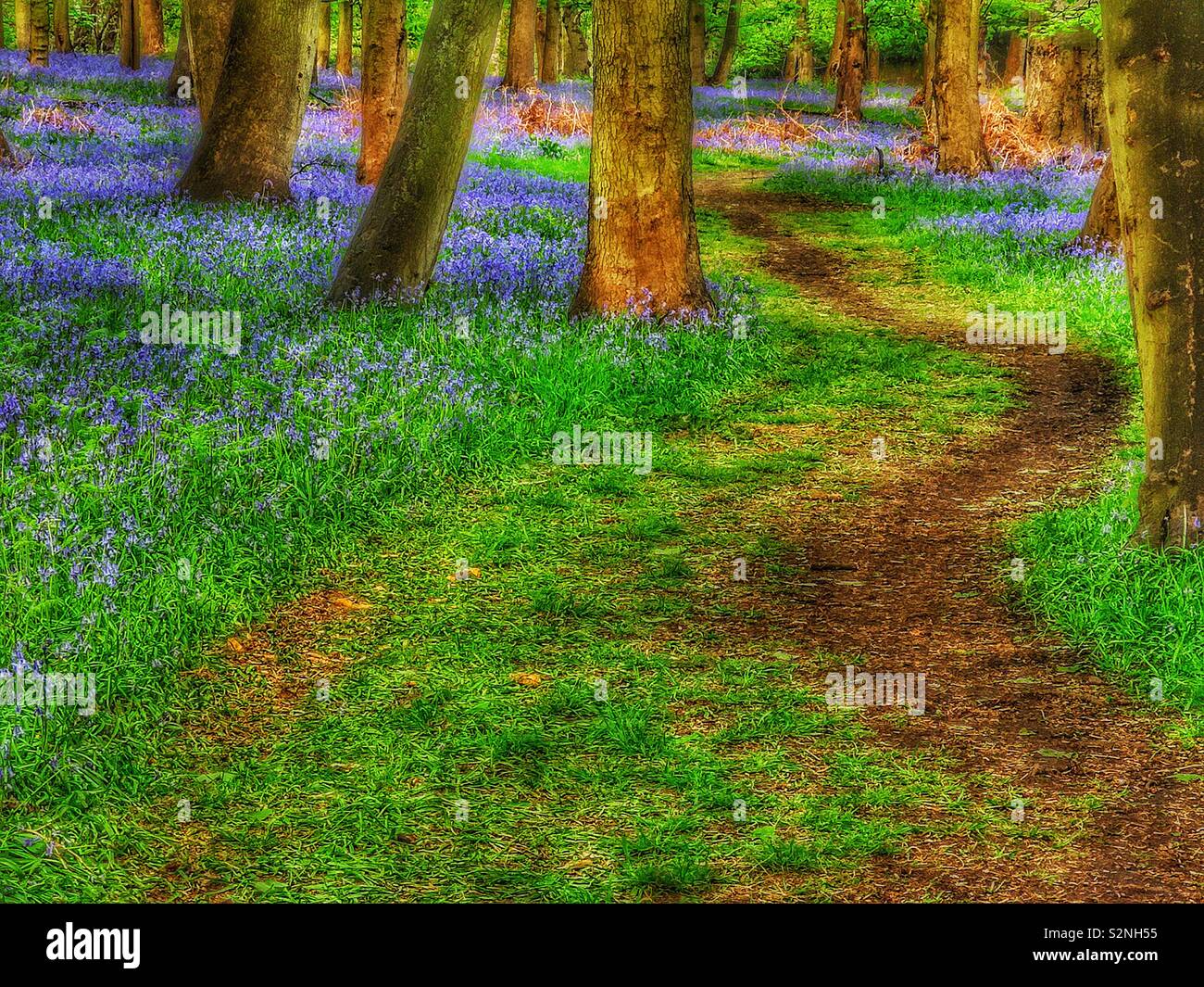 Path through bluebell woods Stock Photo - Alamy