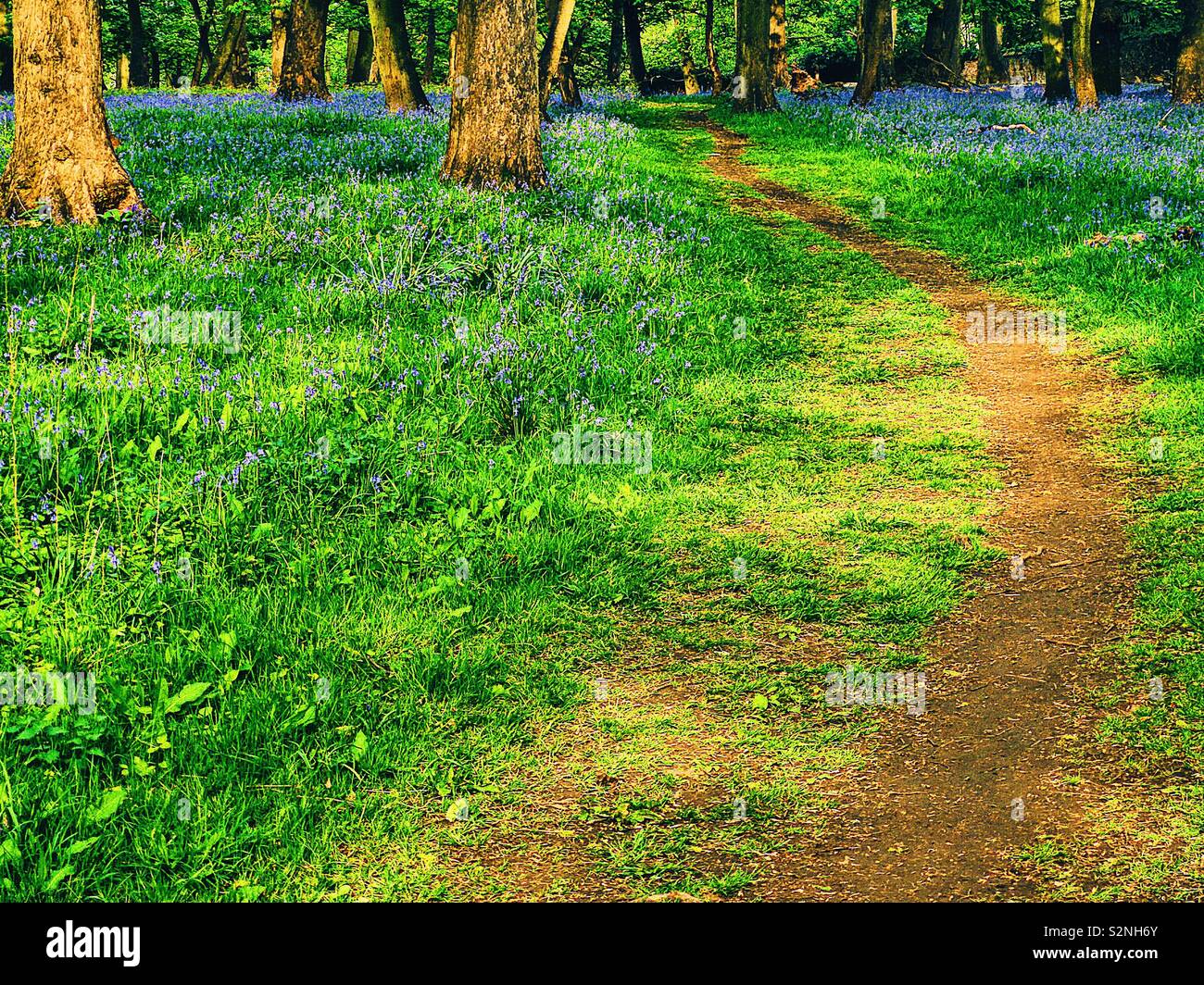 Forest path through bluebells Stock Photo - Alamy