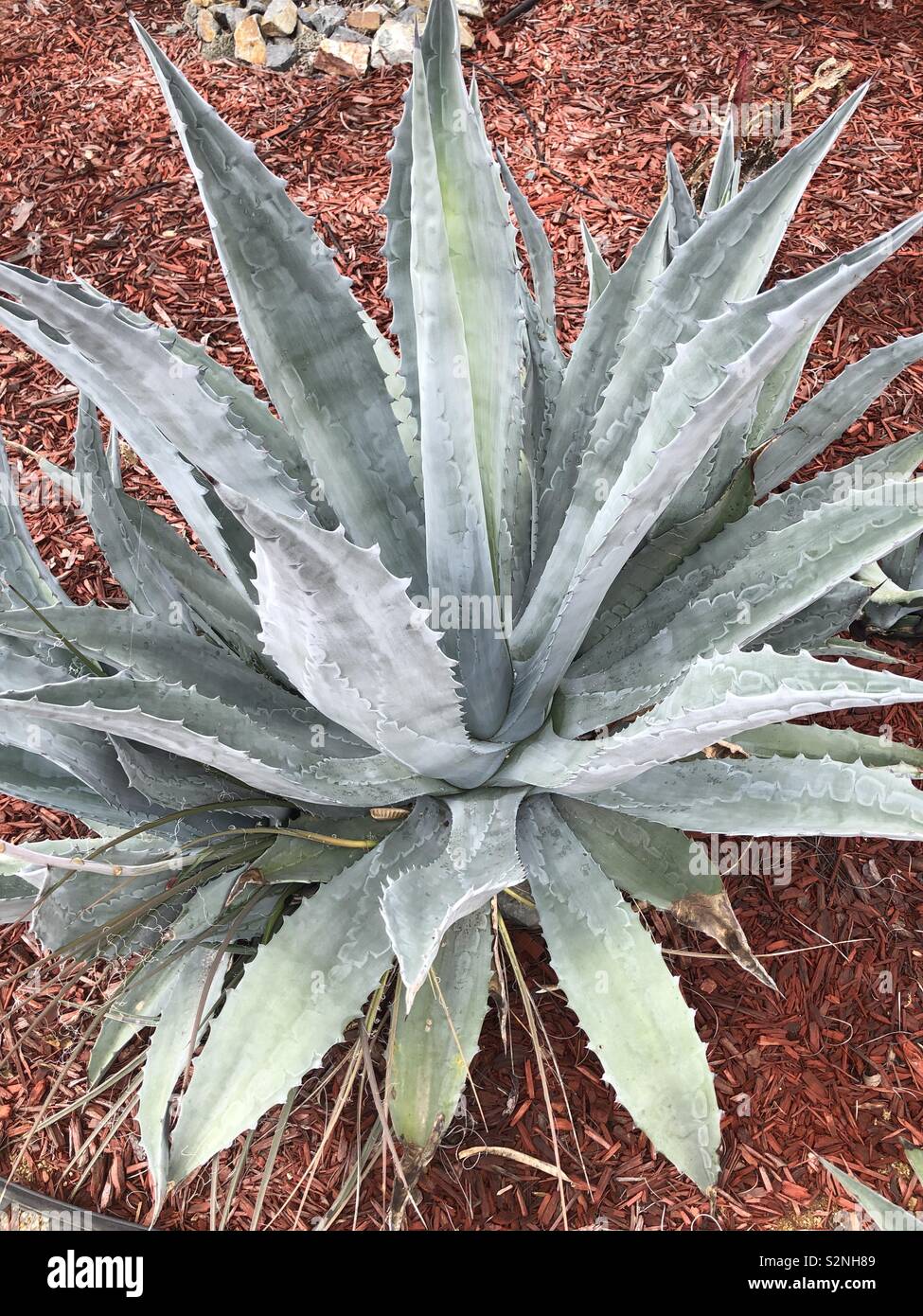 Agave cactus hi-res stock photography and images - Alamy