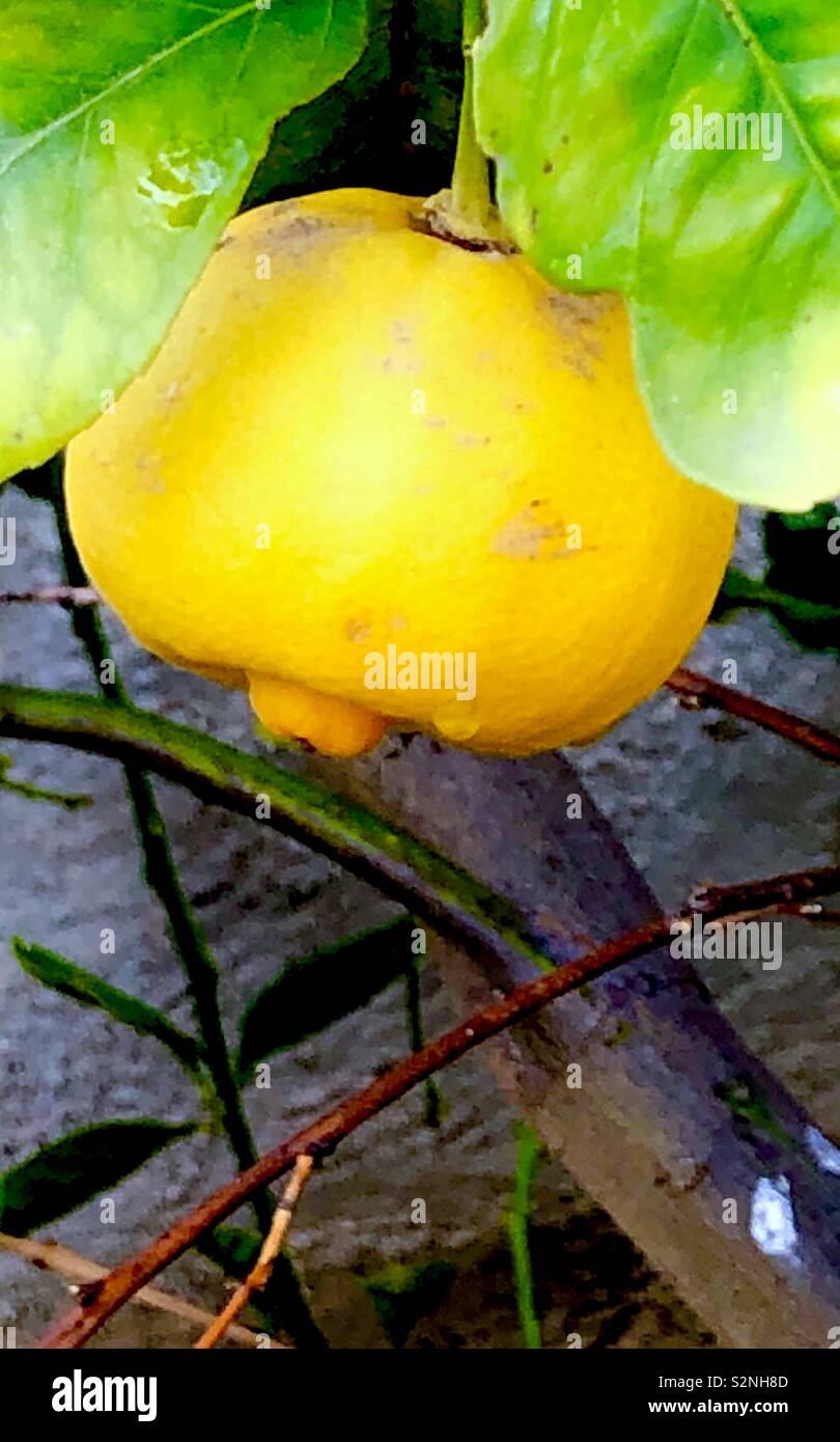 Single Meyer lemon growing on the tree Stock Photo - Alamy