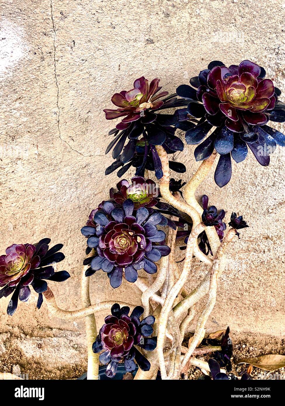 Rose cactus hi-res stock photography and images - Alamy