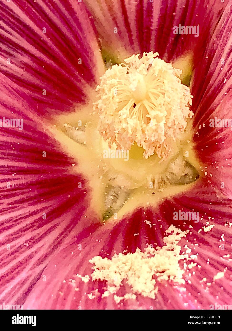 Pollen and pistil hi-res stock photography and images - Alamy