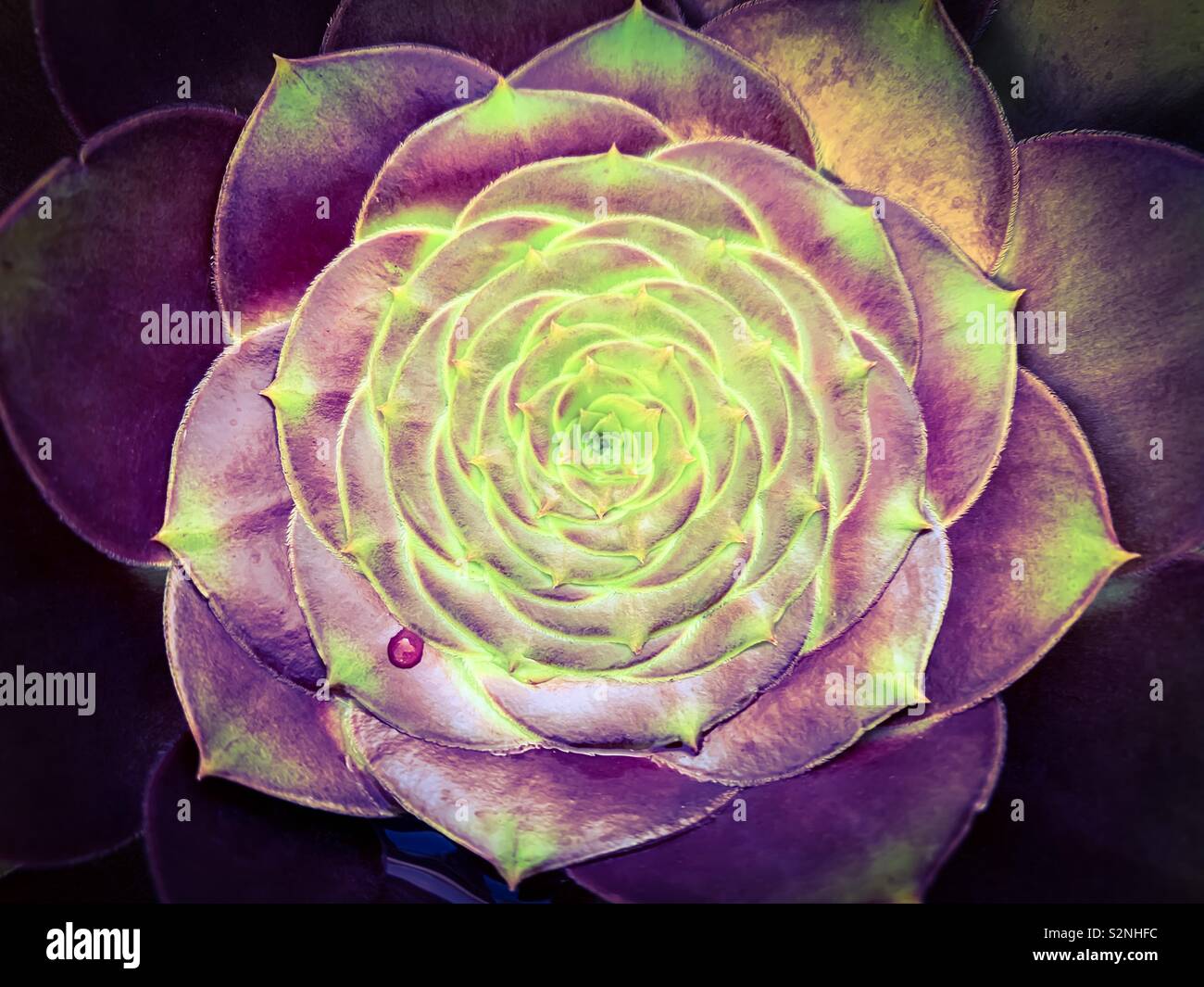 Succulent close up with water drop Stock Photo - Alamy