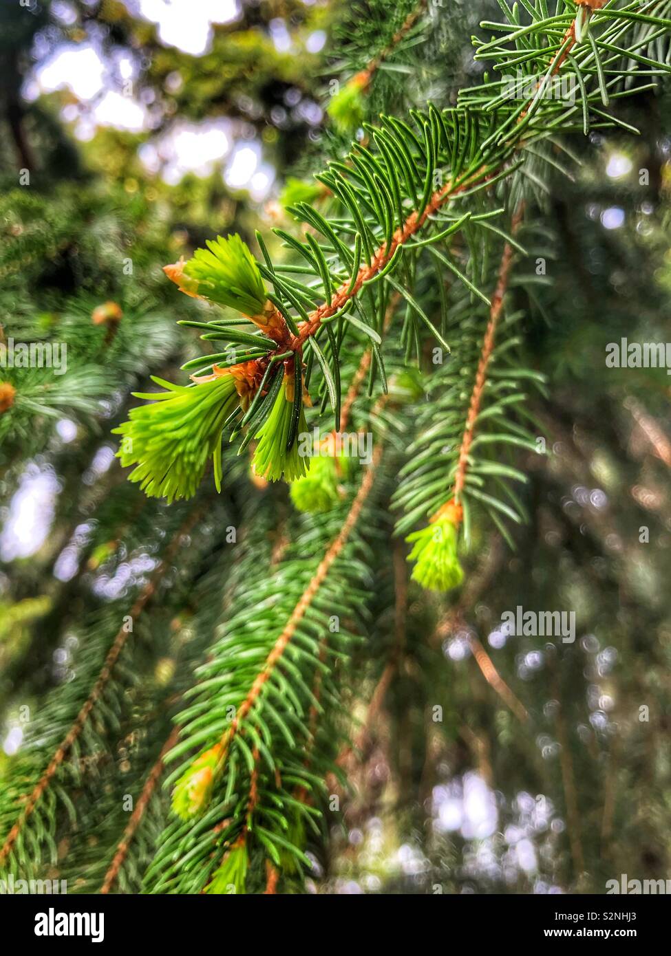 New growth pine tree hi-res stock photography and images - Alamy