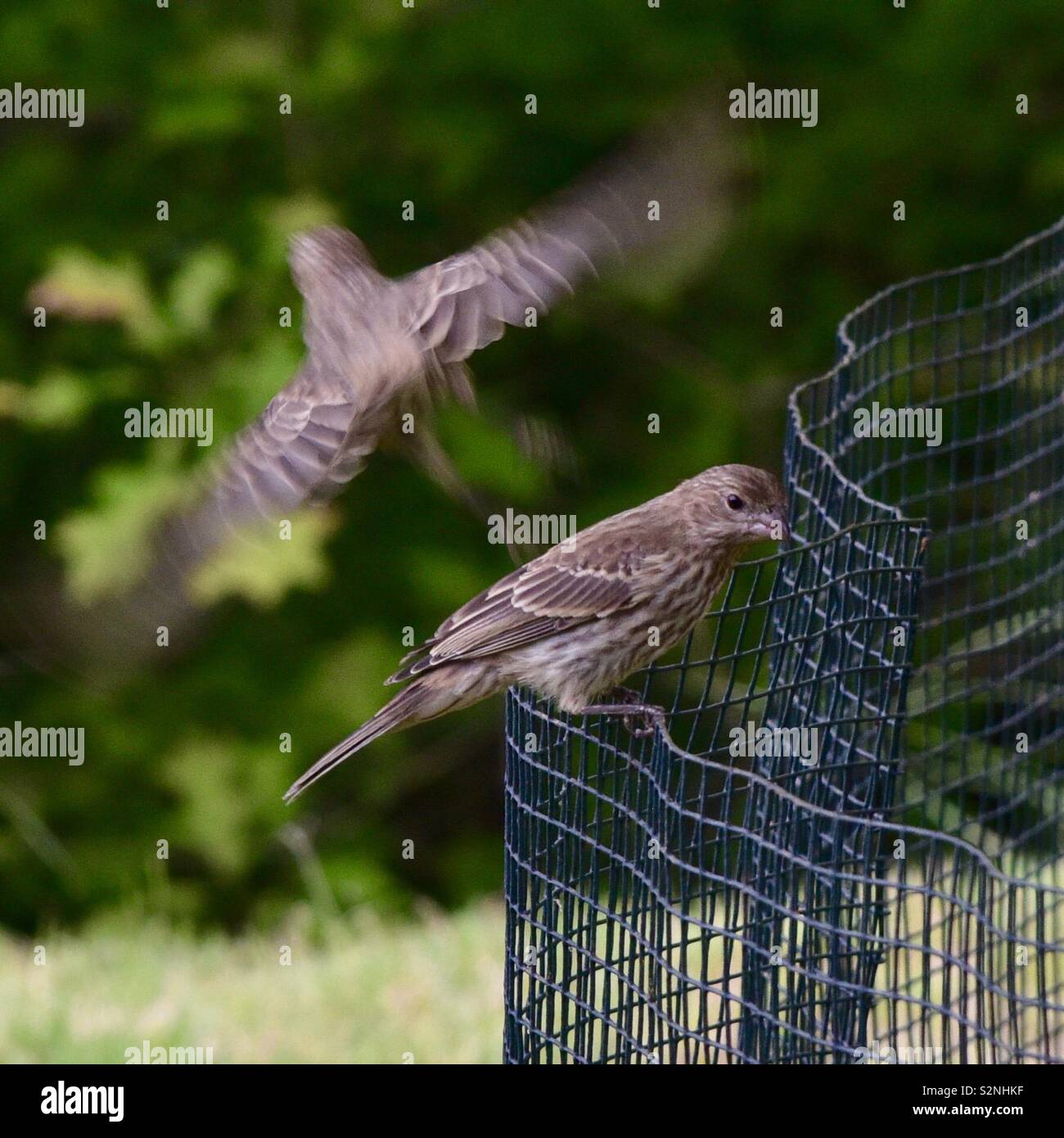 Finches flying hi-res stock photography and images - Alamy