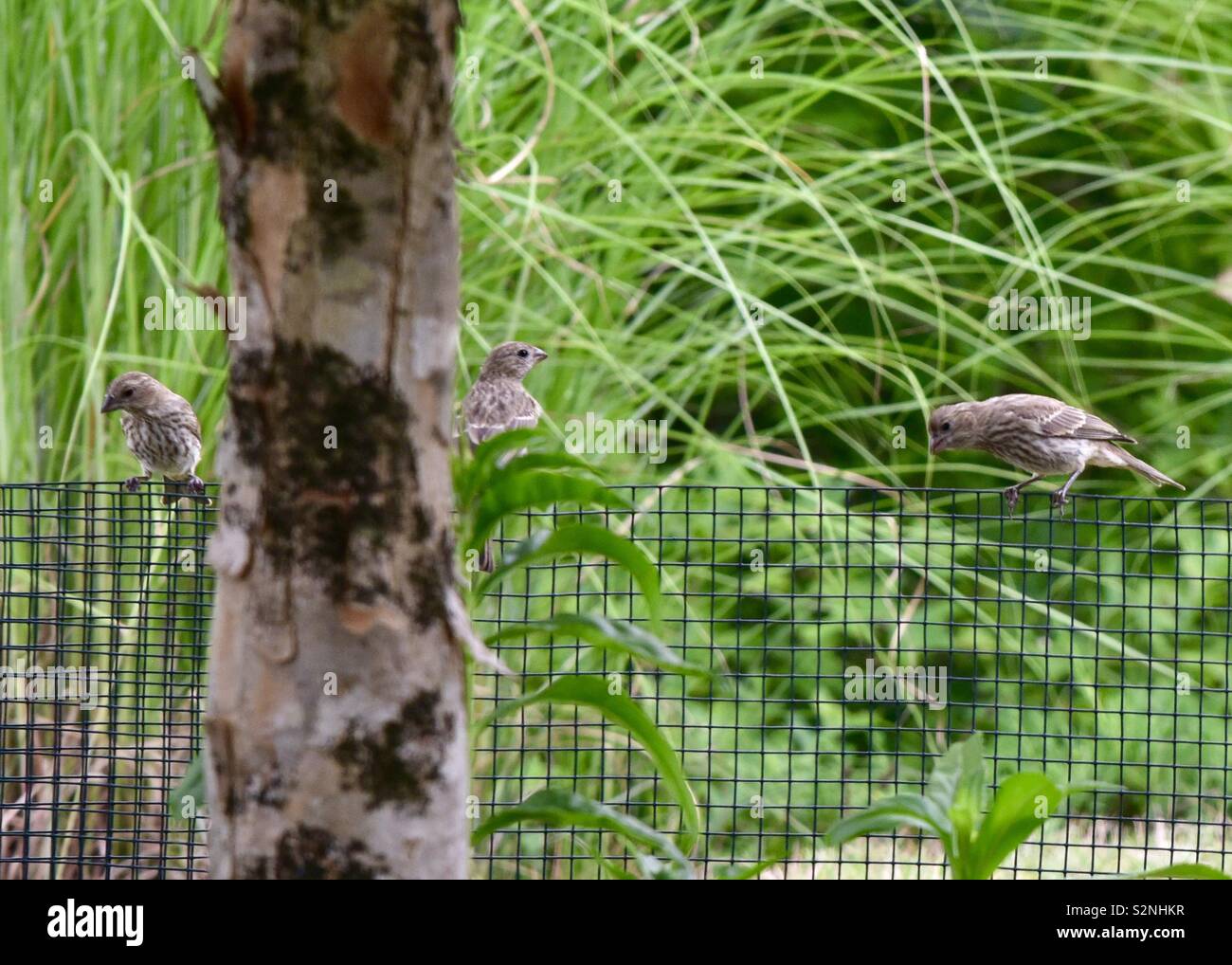 Three house finches on a wire fence Stock Photo - Alamy