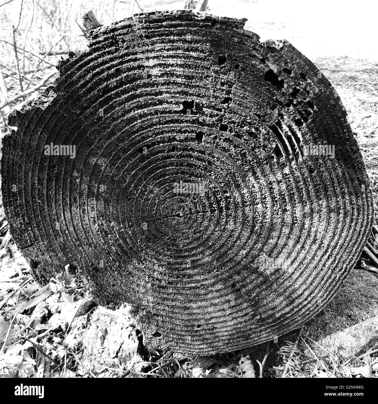 Tree Rings Black and White Stock Photos & Images - Alamy
