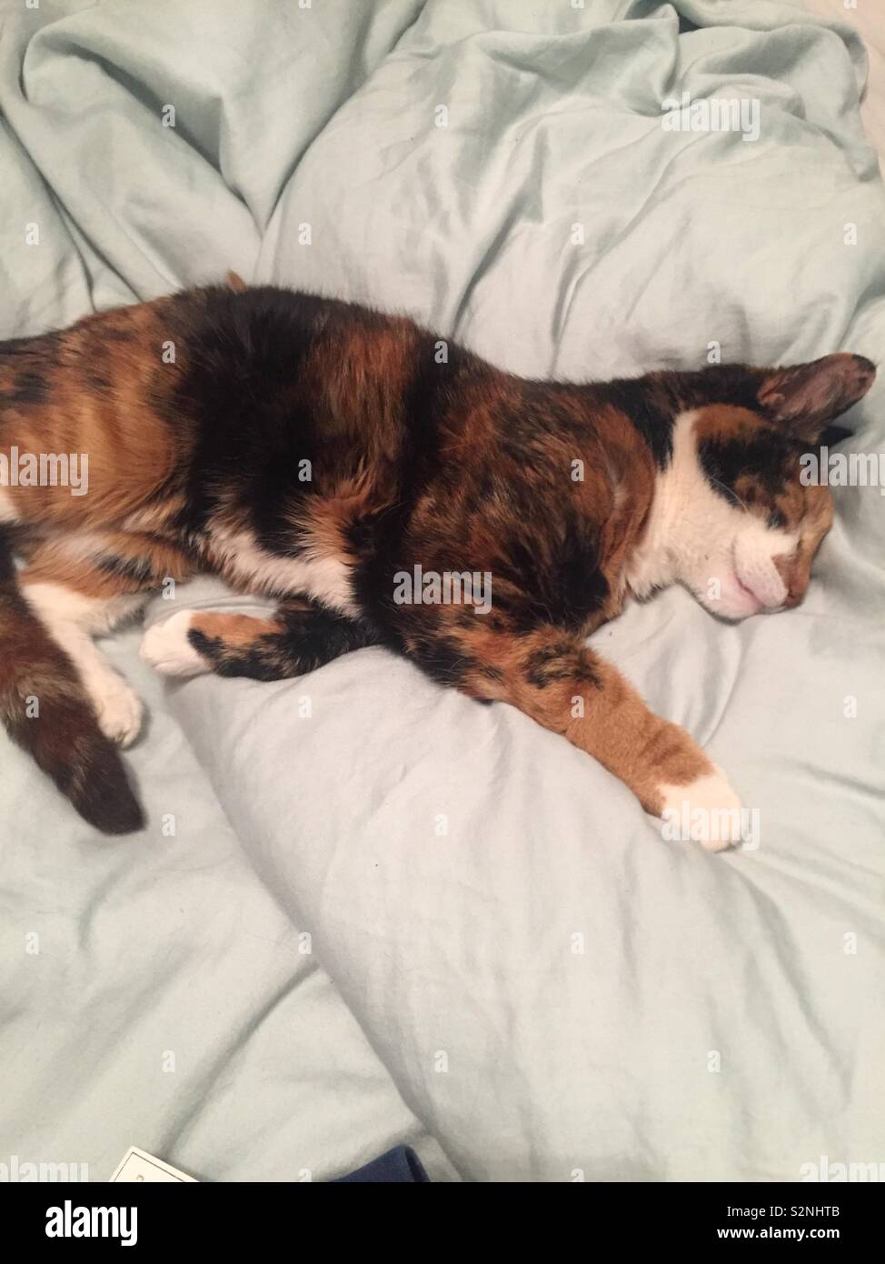 Sleep with pet hi-res stock photography and images - Alamy