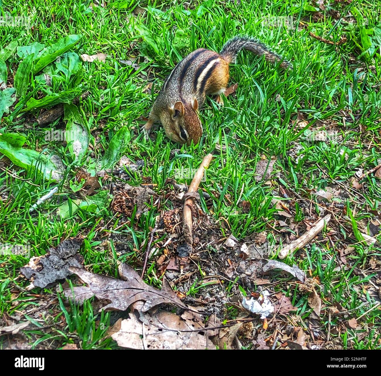 Chipmunk digging food hi-res stock photography and images - Alamy
