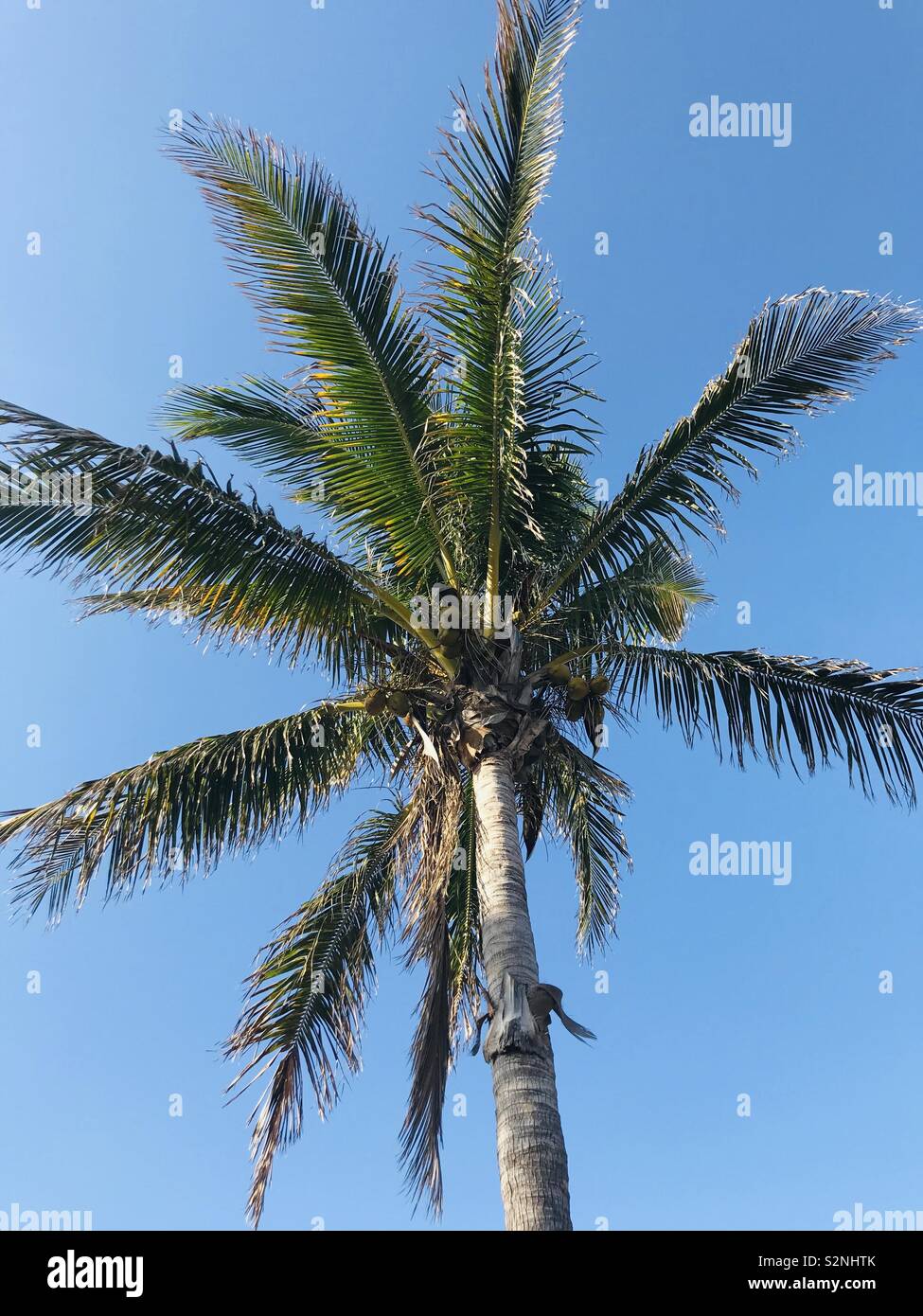 Palm tree palm tree hi-res stock photography and images - Alamy